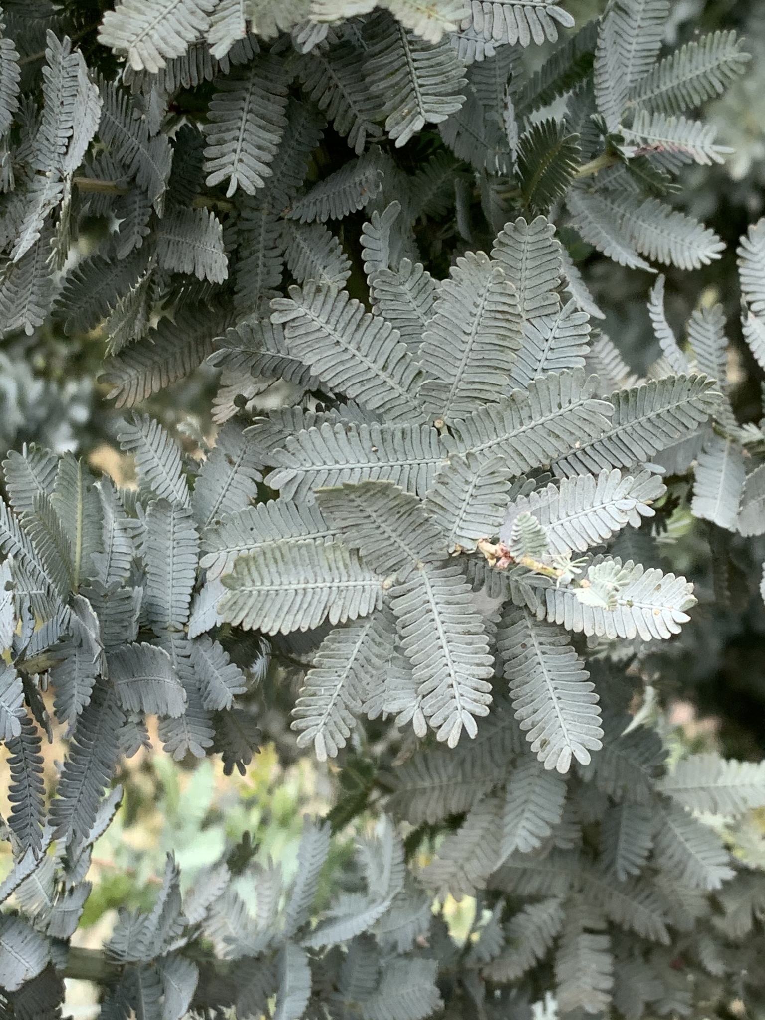 Acacia baileyana | Which Plant Where