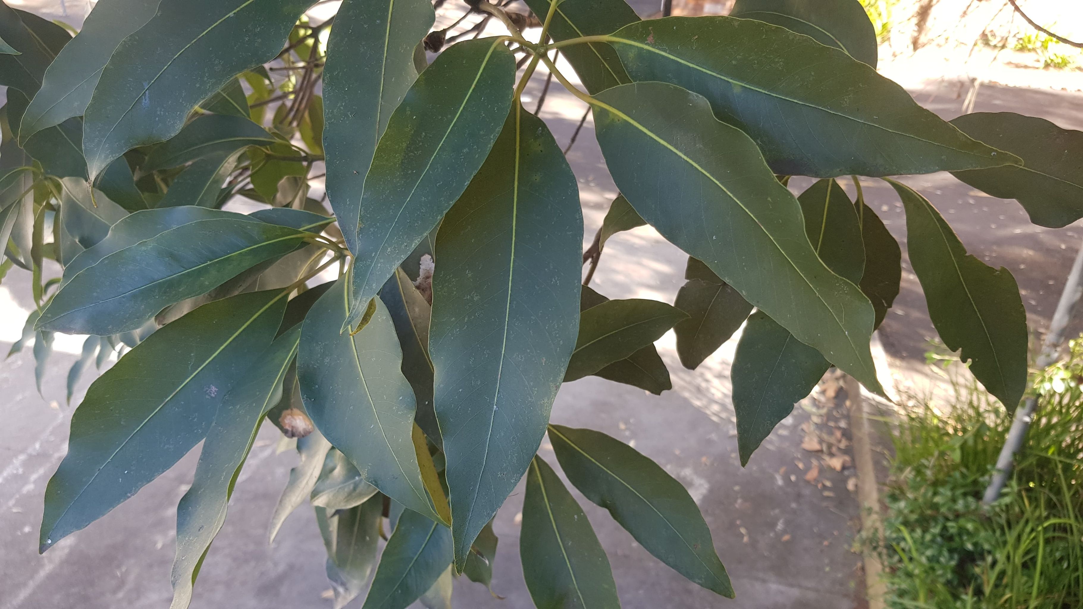 Lophostemon confertus | Which Plant Where