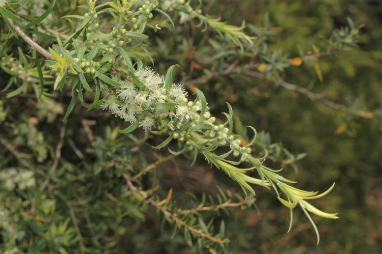 Melaleuca bracteata Golden Gem | Which Plant Where